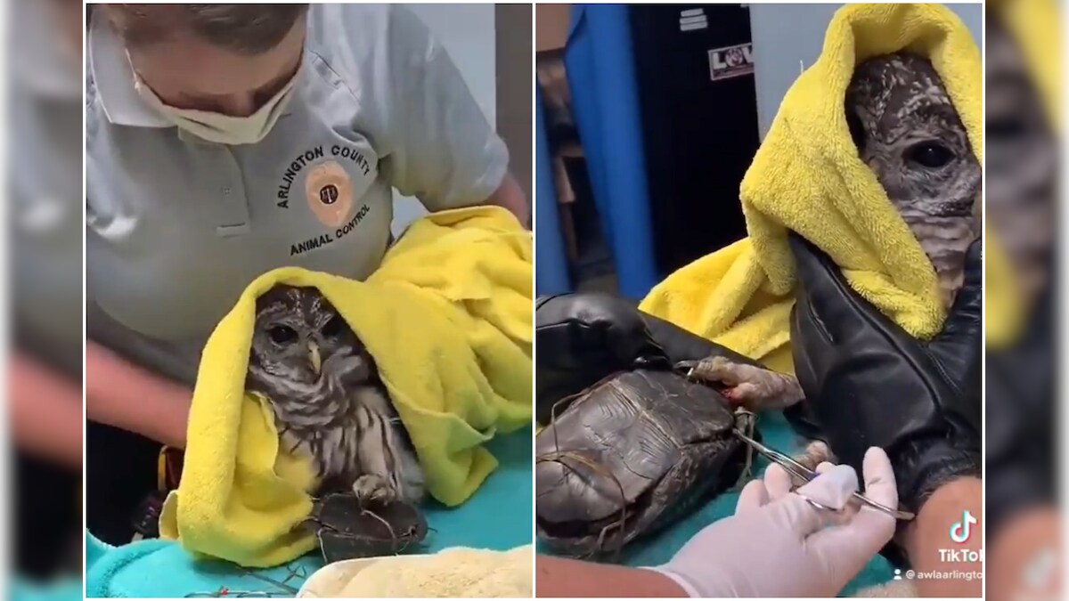 WATCH: Animal Rescue Team Untangles Owl, Turtle Stuck Together in ...