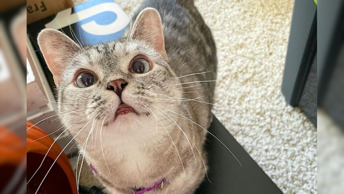 Stealing Food to Lying Balled Up, How Cat Influencers Are Taking Over ...