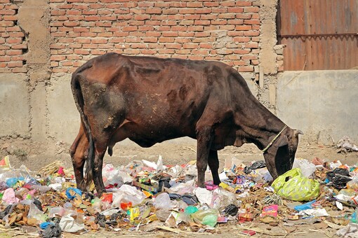 Vet in Karnataka District Operates on Cow to Remove 21 kg Plastic From ...