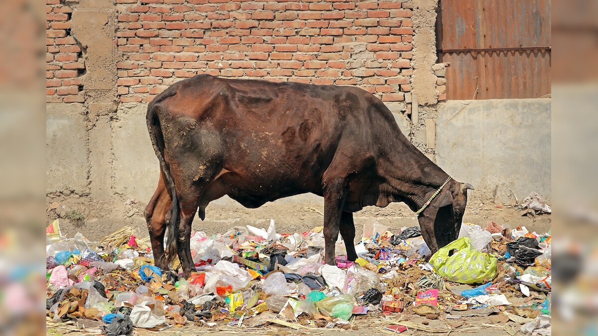 Vet in Karnataka District Operates on Cow to Remove 21 kg Plastic From ...