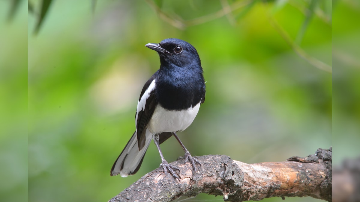Seychelles Conservation Group to Sell Endangered Magpie Robin as NFTs ...