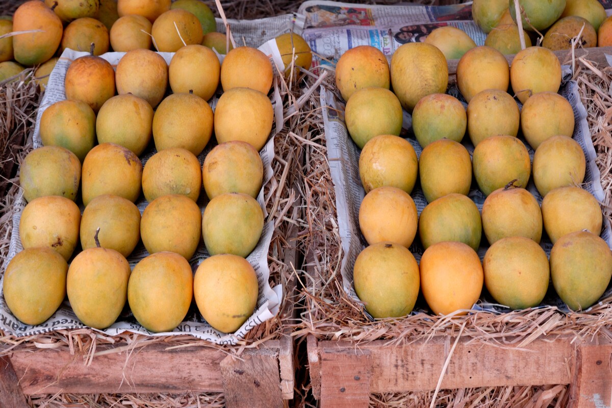 National Mango Day 2021: Meet Alphonso, the King of Mangoes; Check Photos