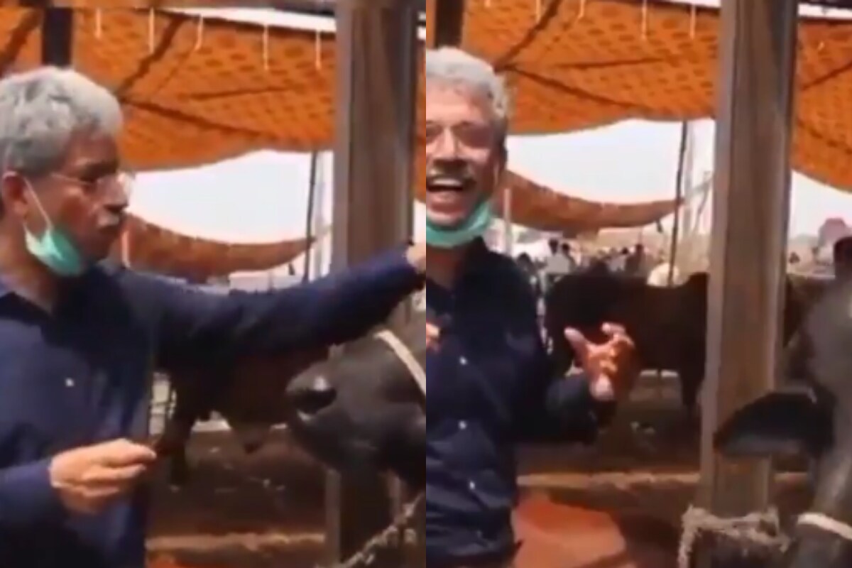 Pakistani Anchor Enthusiastically Interviewing Buffalo on Eid is a 'Moo-d'