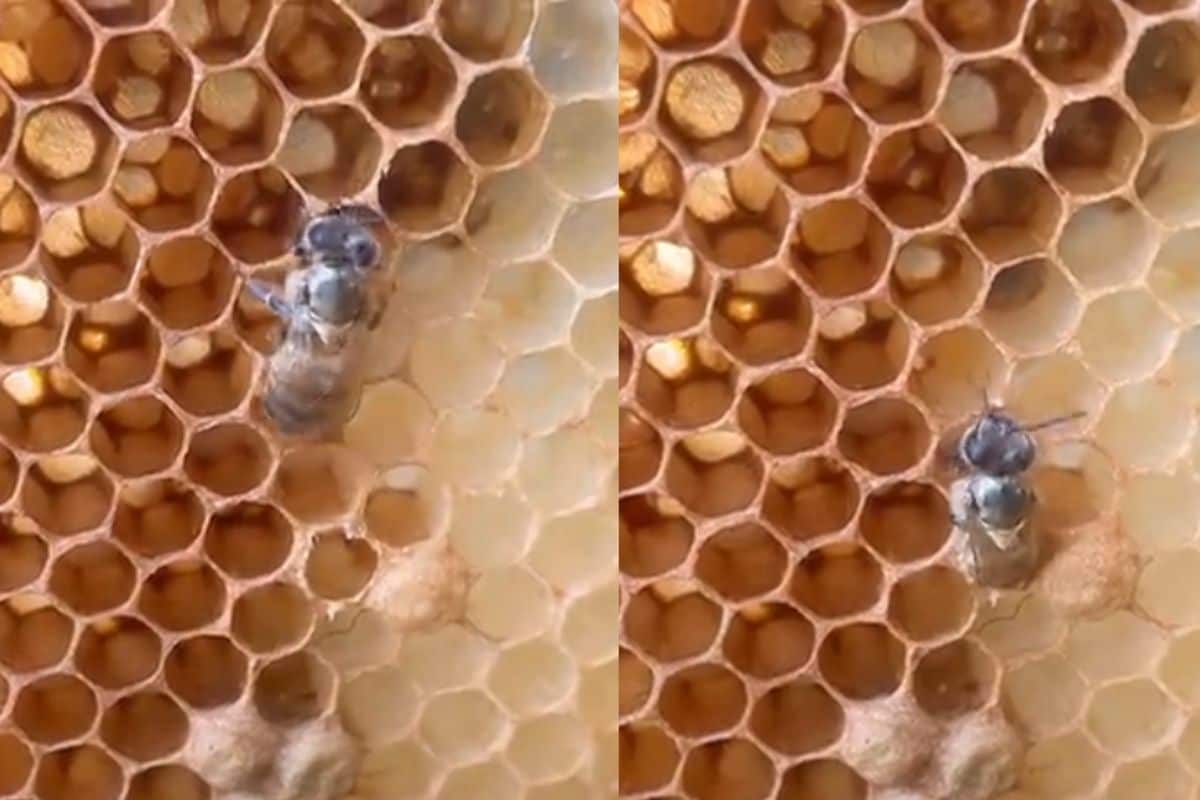WATCH: New Born Bee Takes Its First Steps, Video Goes Viral