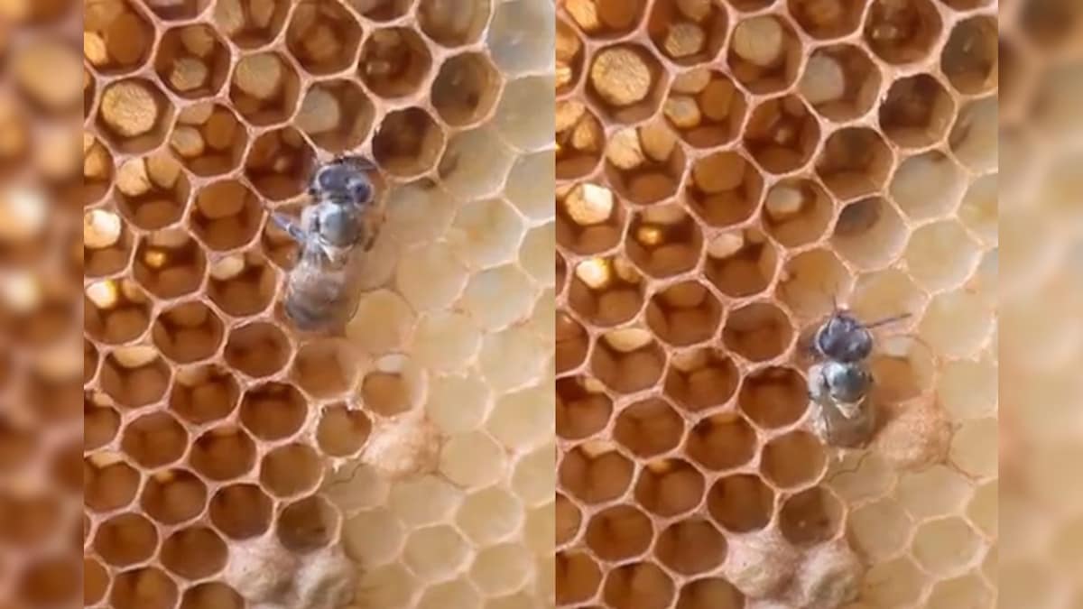 WATCH: New Born Bee Takes Its First Steps, Video Goes Viral - News18