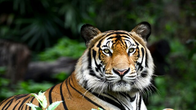 Printable Calendars to Nature Tourism: How A Wildlife Photographer is ...