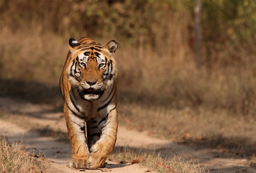 International Tiger Day 2021: In Pics, 5 Famous Tigers of Indian ...