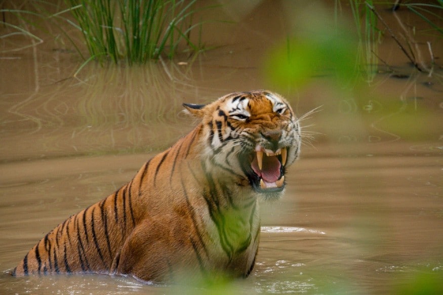 International Tiger Day 2021: In Pics, 5 Famous Tigers of Indian ...