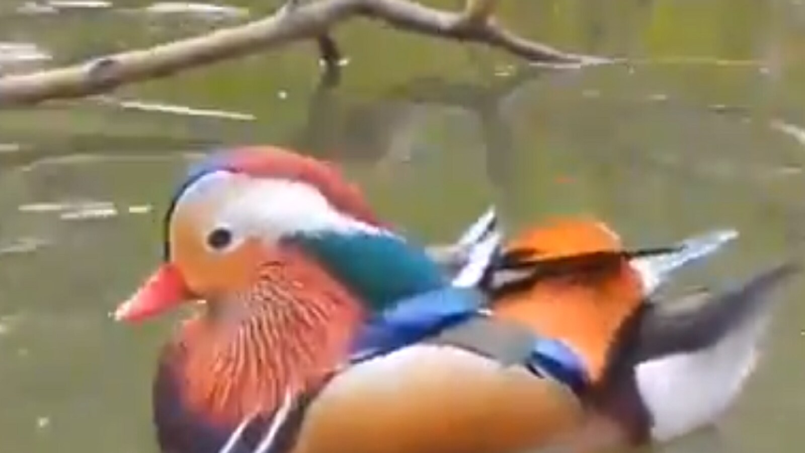 Anand Mahindra Shares Viral Video of Mandarin Ducks Spotted in Assam ...