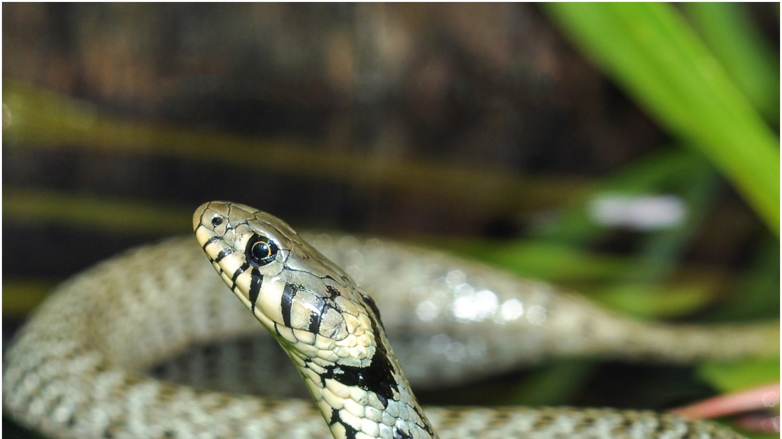Maharashtra Man Wraps Snake Around Neck, Dies After it Bites Him | Buzz ...