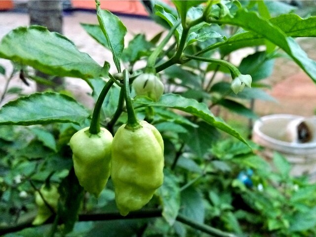 King Chilli From Nagaland Exported to London; Here's What PM Modi said ...