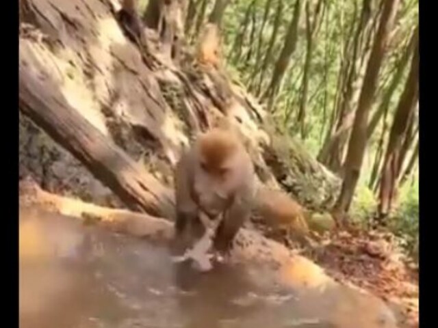 Video of Monkey Struggling to Bathe Baby Has Everyone Appreciating Moms ...