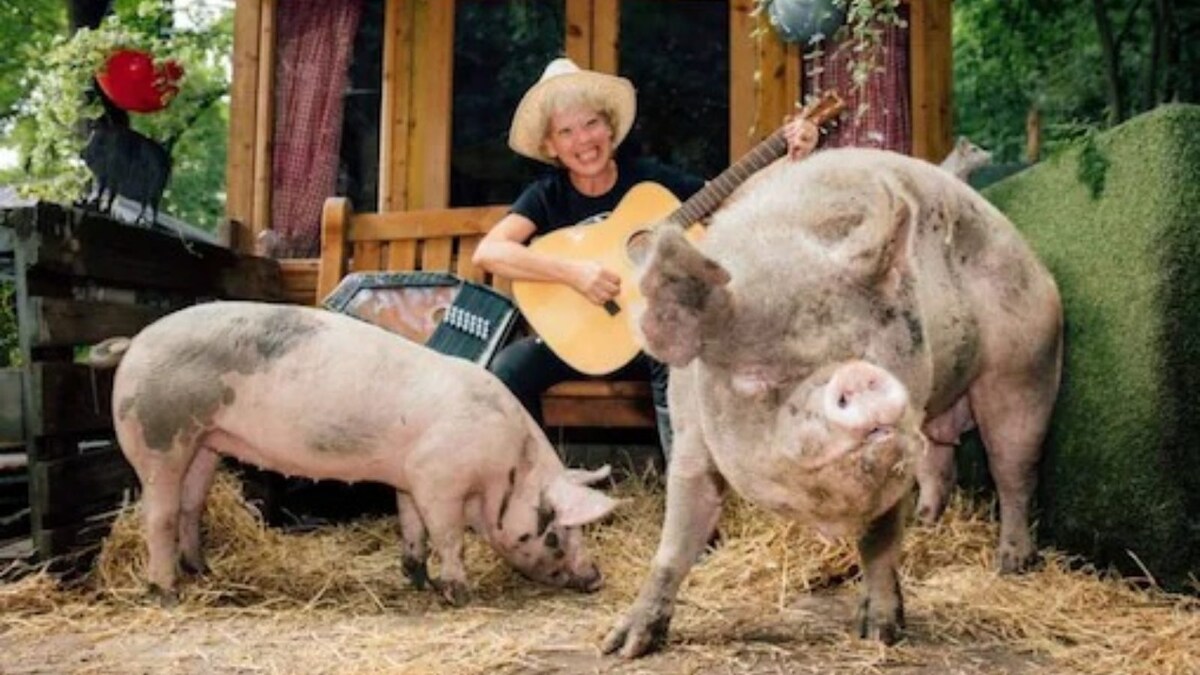 Special Music Festival for Pigs in England to Raise Donation - News18