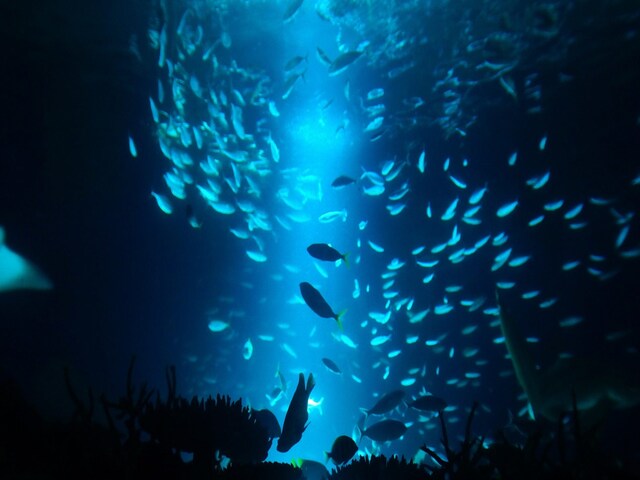 Deep Scattering Layer: The Truth About Ocean's Mysterious 'False Bottom ...