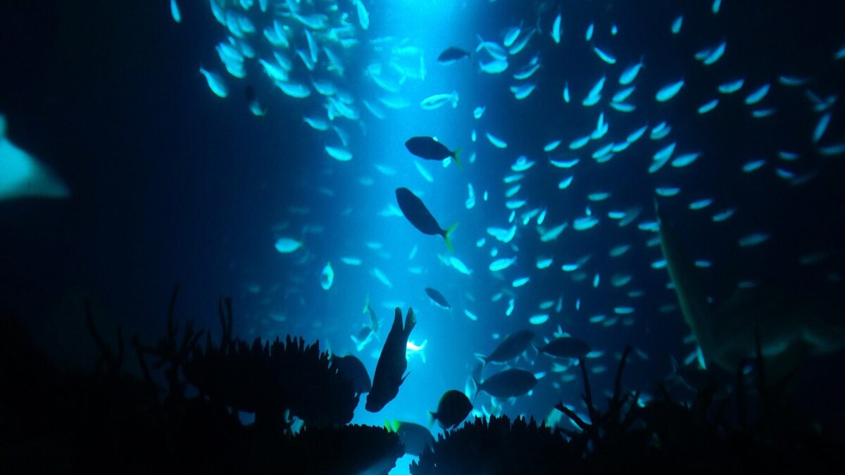 Deep Scattering Layer: The Truth About Ocean's Mysterious 'False Bottom ...