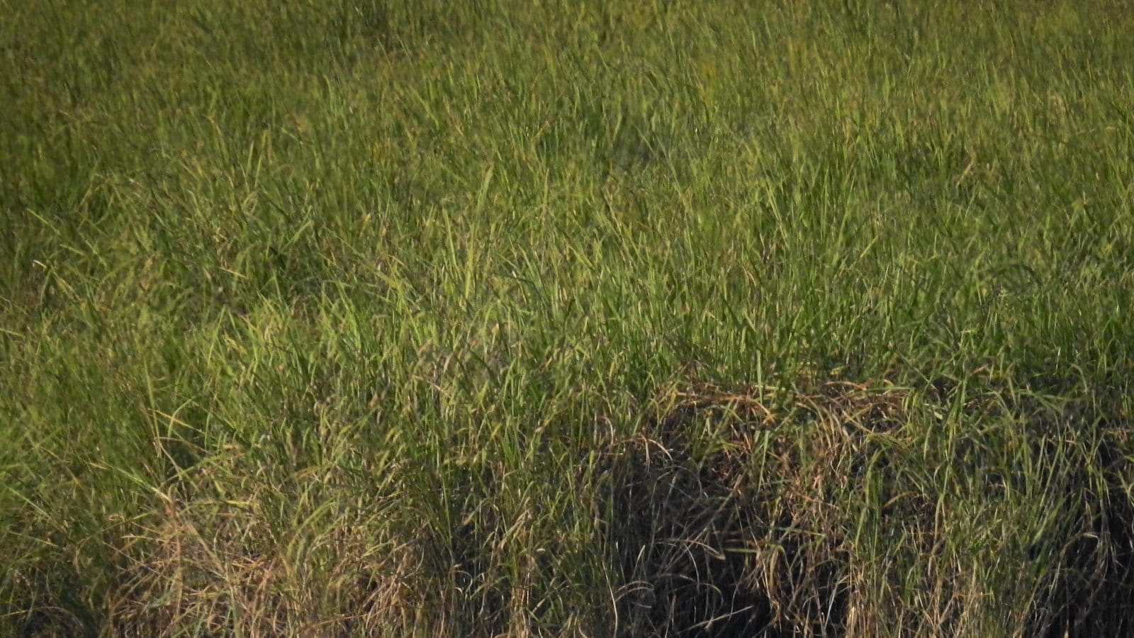 Assam's Tiger Population Jumps to 200 from 159 in 2018 - News18