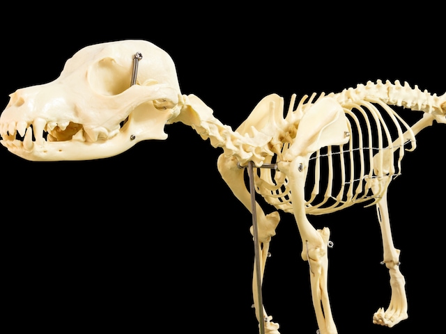 Fossil of Ancient Wild Dog Found in Georgia Village, May Have Evolved ...