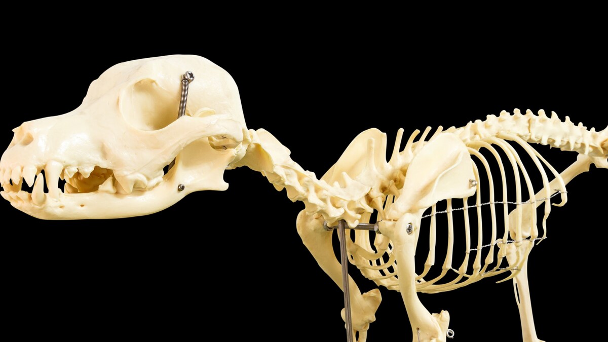 Fossil of Ancient Wild Dog Found in Georgia Village, May Have Evolved ...