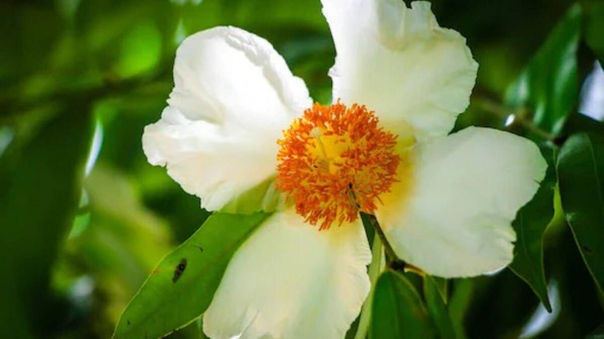 From Flu To Indigestion, Know Health Benefits of Nagkesar - News18