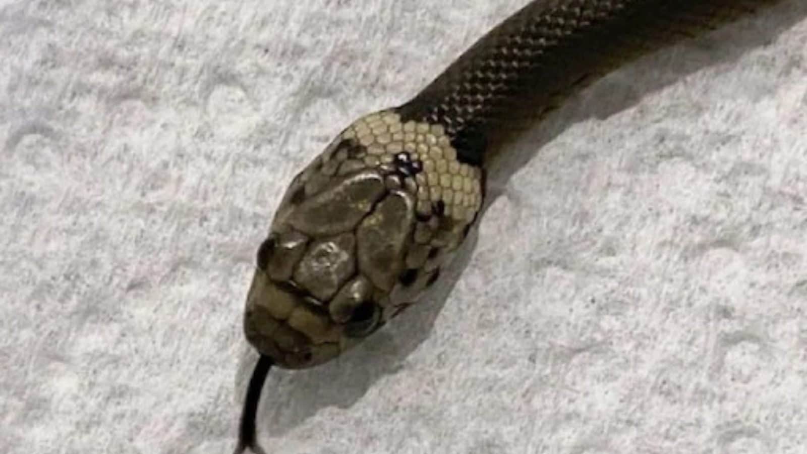 Snake Bites Man, Man Bites it Back. Snake Dies | India News - News18