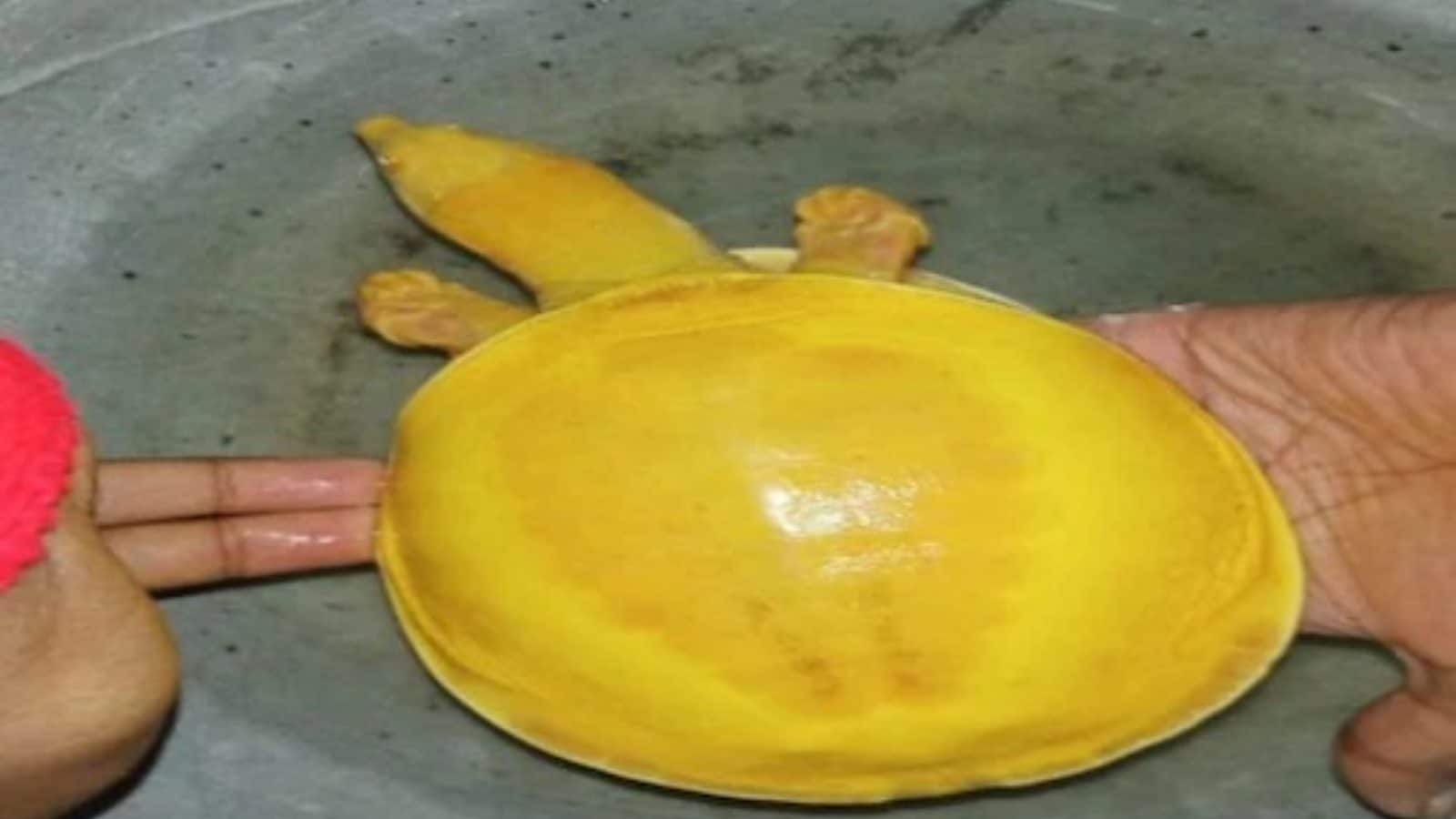 Rare Yellow Turtle Caught in West Bengal’s East Midnapore | Buzz News ...