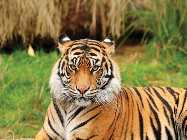25-Year-Old 'Bengali' in Texas Sanctuary is World’s Oldest Tiger In ...