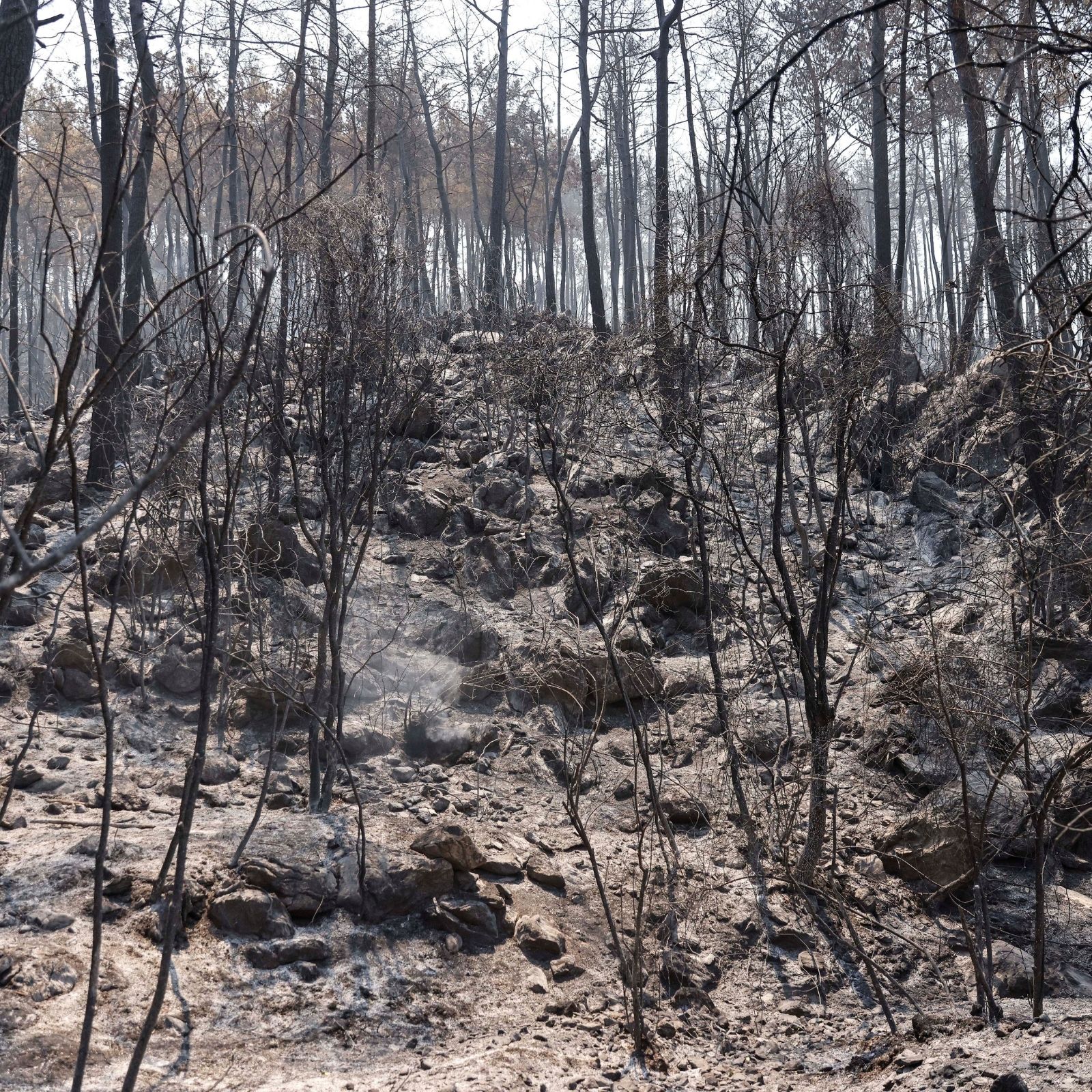 In Photos: Over 70 Wildfires Sweep Turkey, Villages Evacuated as 80 ...