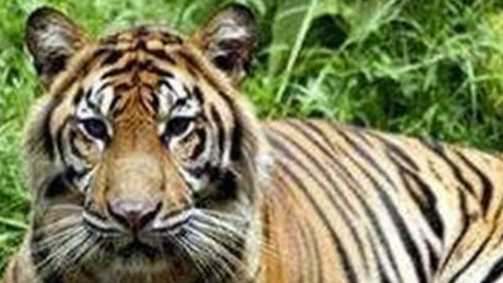 Big Cat Scan: 'Tiger State' Madhya Pradesh Saw 43 of the Felines Die in ...