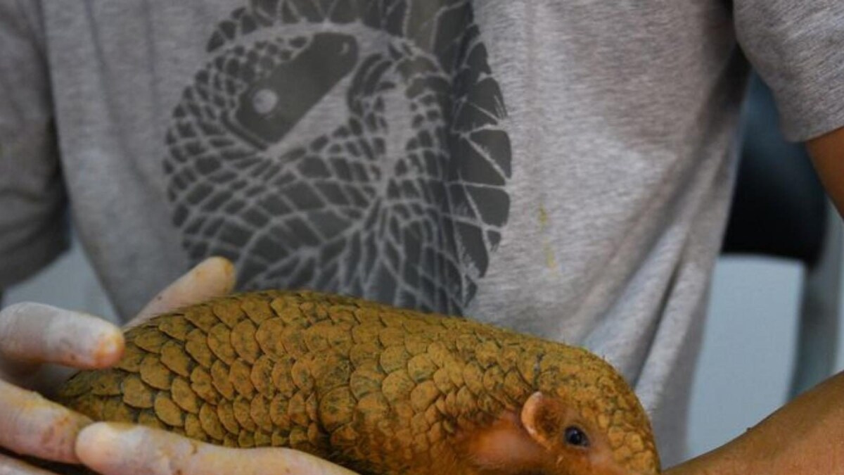 Pangolin Found Wandering in Noida, Rescued by Police Officials - News18