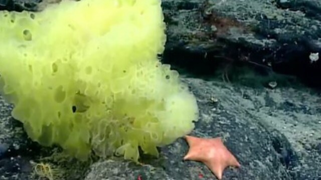 Real-Life SpongeBob and Patrick Discovered by Marine Scientists Under ...