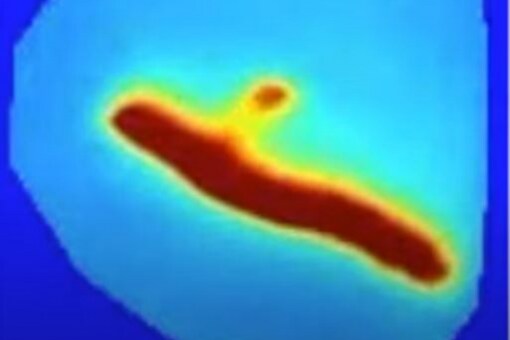 Mammals Dream of Motion Even Before Seeing the World for the First Time ...