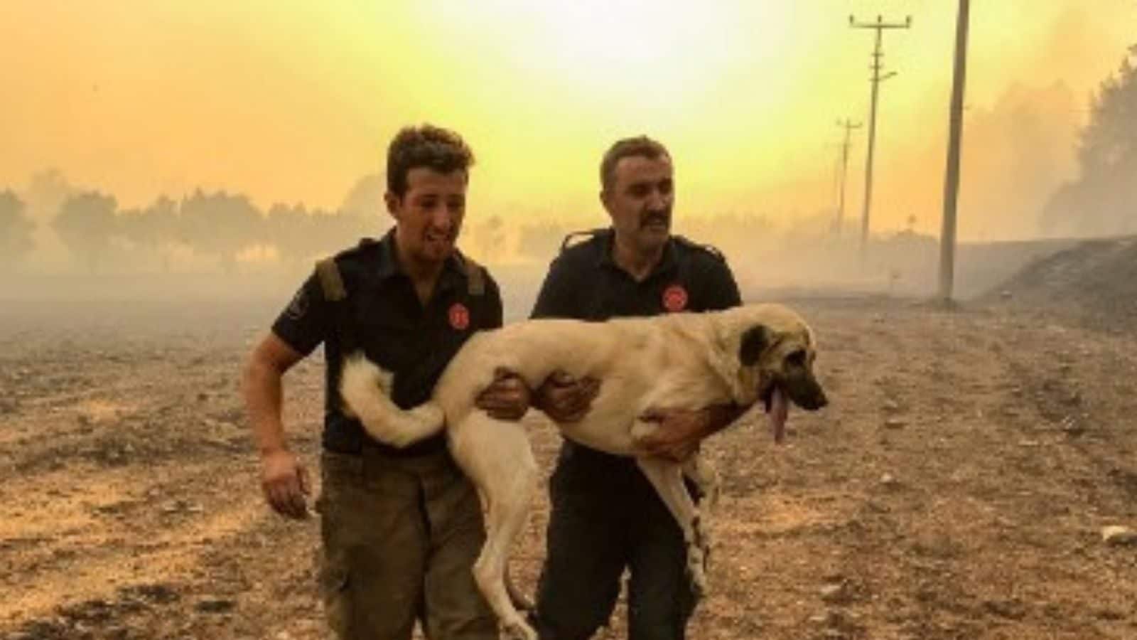 Turkish Wildfires Are Worst Ever, Erdogan Says, As Power Plant Breached ...