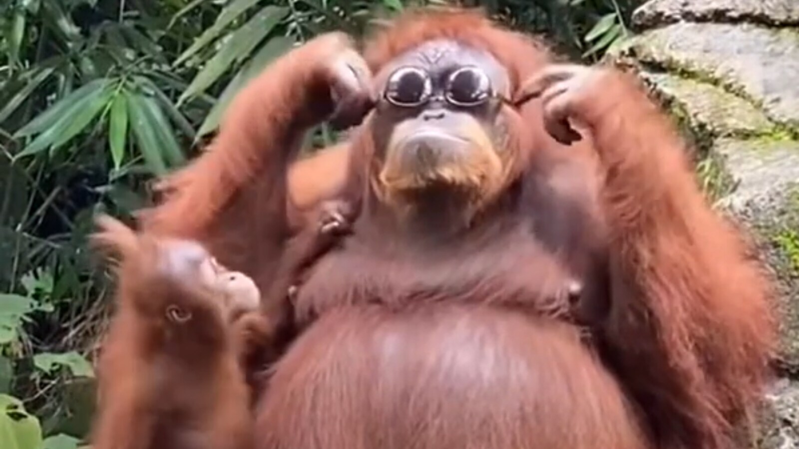 Orangutan Rocks Sunglasses Visitor Drops into Zoo Enclosure | Buzz News ...