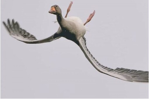 Photographer Captures Goose Flying Upside Down. Was it Showing Off ...