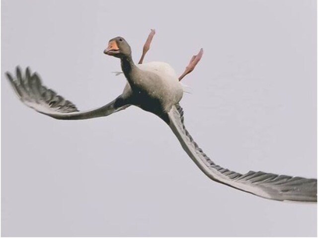 Photographer Captures Goose Flying Upside Down. Was it Showing Off ...