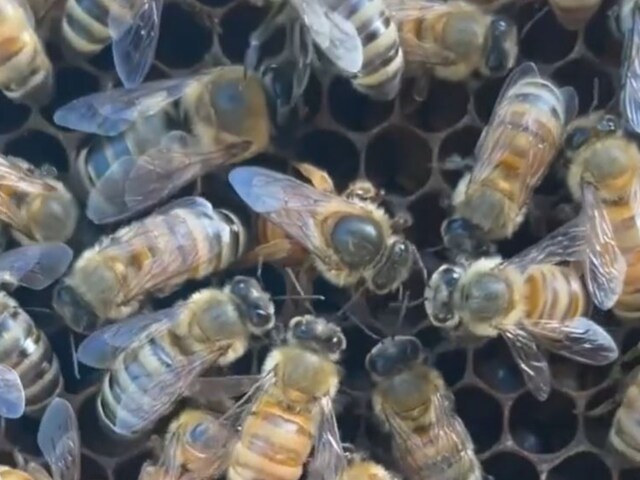 WATCH: This is How a Queen Bee Lays Eggs - News18