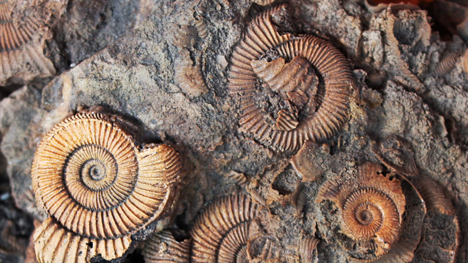 Researchers Discover Snail Fossil Dating Back 6.5 Crore Years in ...
