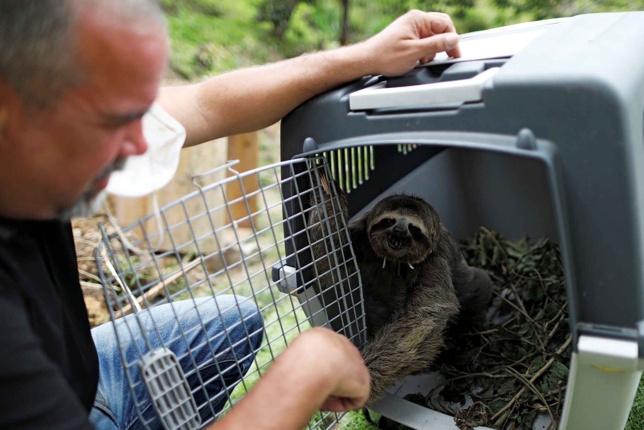 In Photos: Venezuelan Couple Saves Electrocuted Sloth, Nurses it Back ...