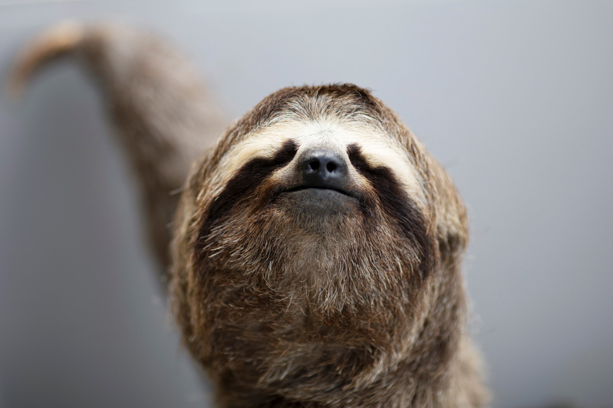 In Photos: Venezuelan Couple Saves Electrocuted Sloth, Nurses it Back ...