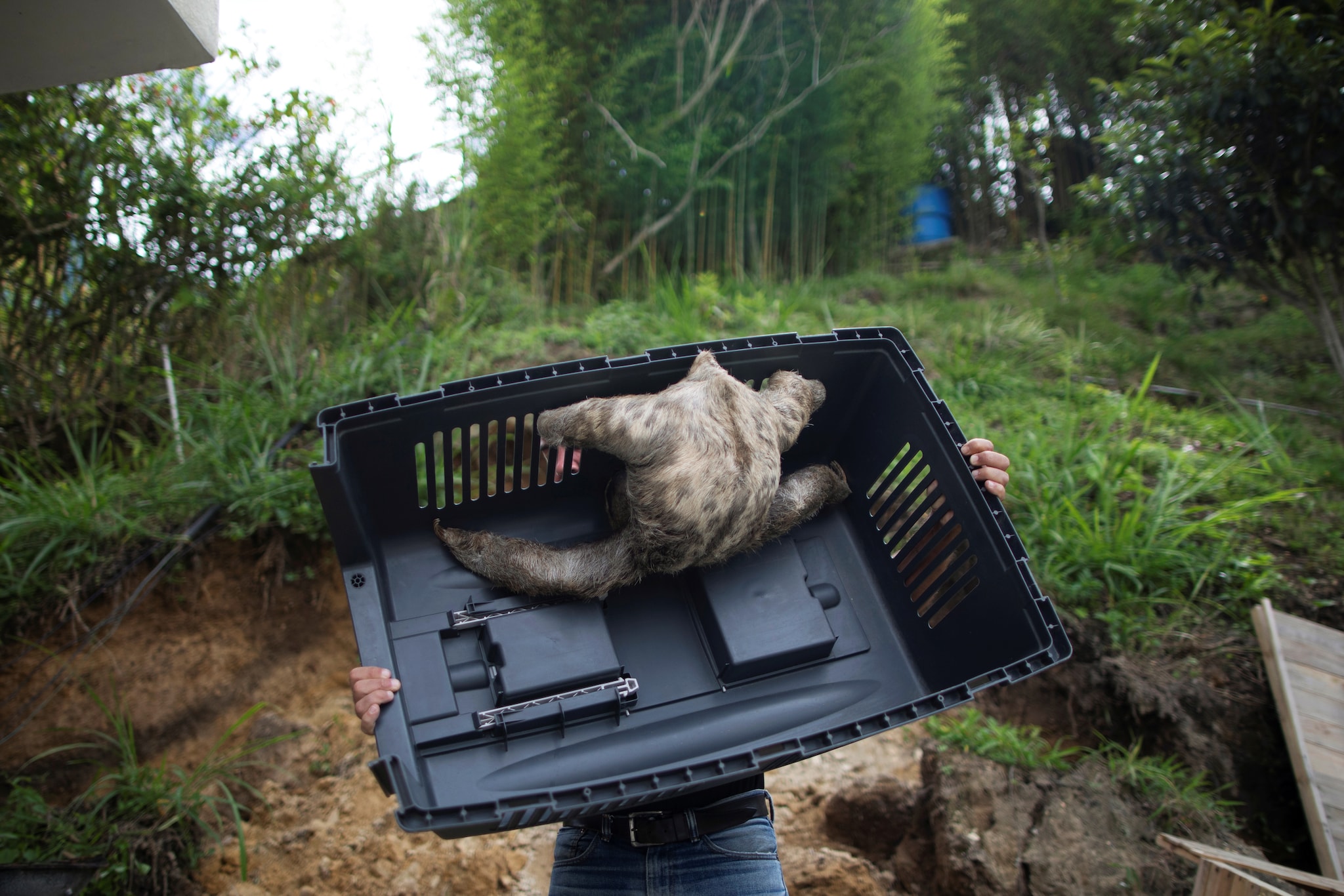 In Photos: Venezuelan Couple Saves Electrocuted Sloth, Nurses it Back ...
