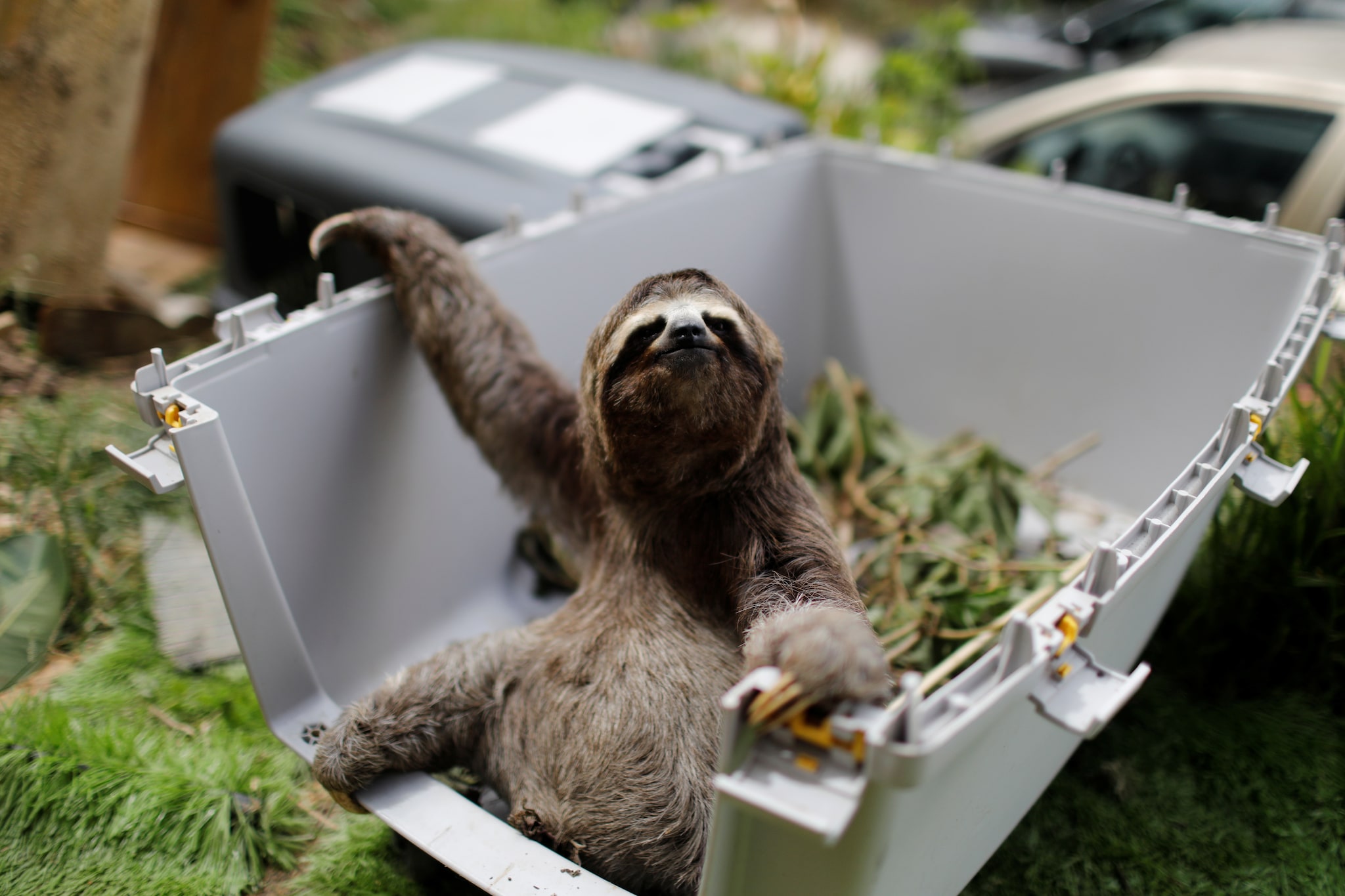 In Photos: Venezuelan Couple Saves Electrocuted Sloth, Nurses it Back ...