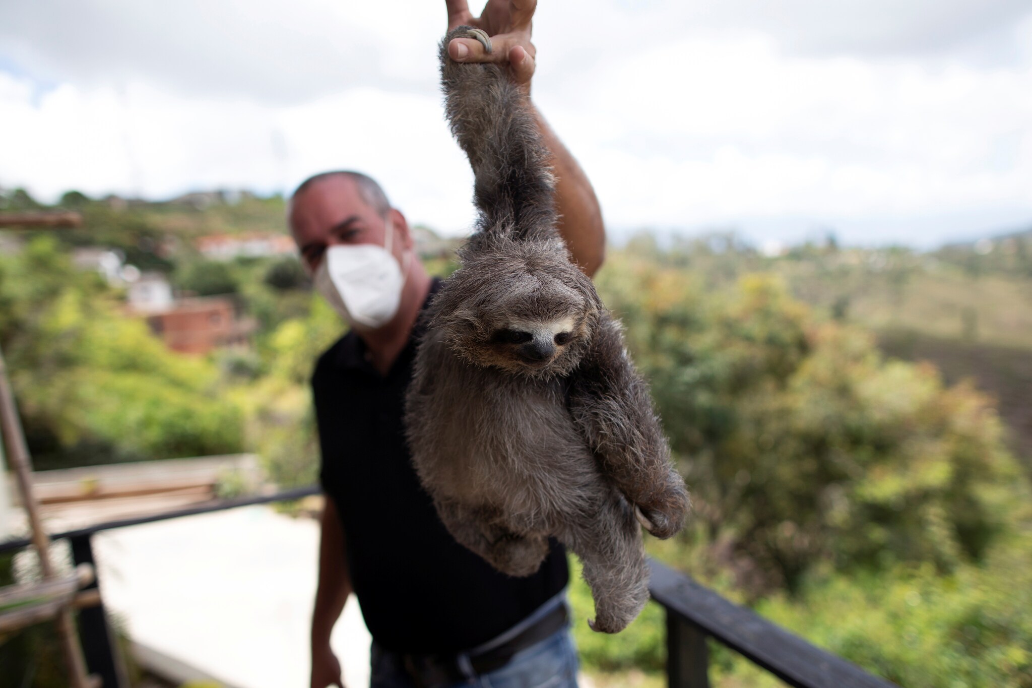 In Photos: Venezuelan Couple Saves Electrocuted Sloth, Nurses it Back ...