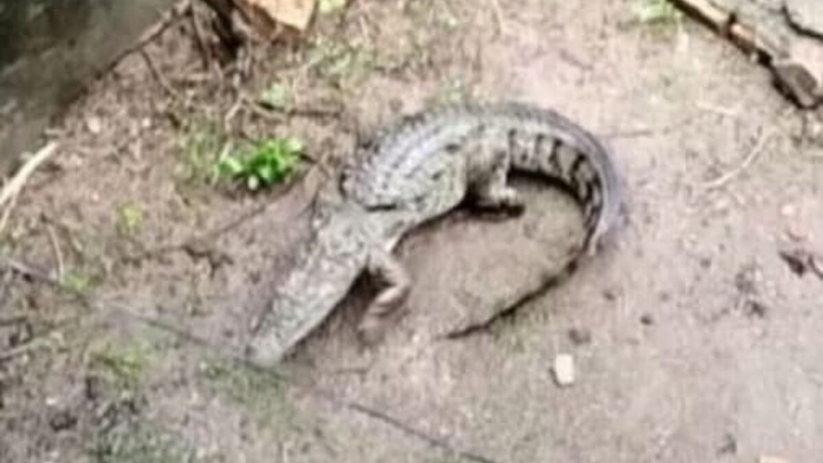 Watch: Crocodile Enters House in Rajasthan Town, Rescued by Forest ...