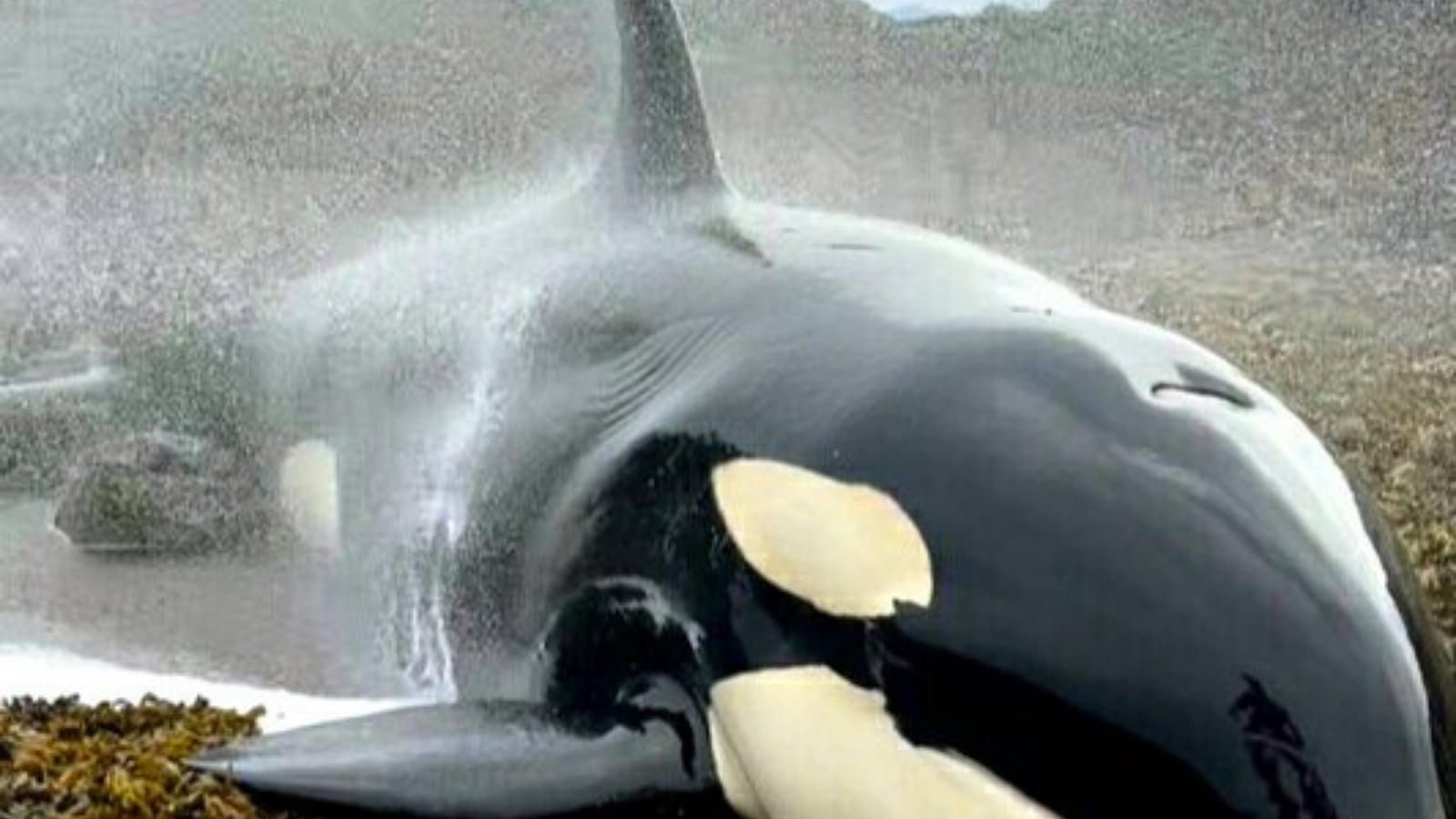 Watch: Whale Stranded on Alaska Shore Rescued by Locals | Buzz News ...