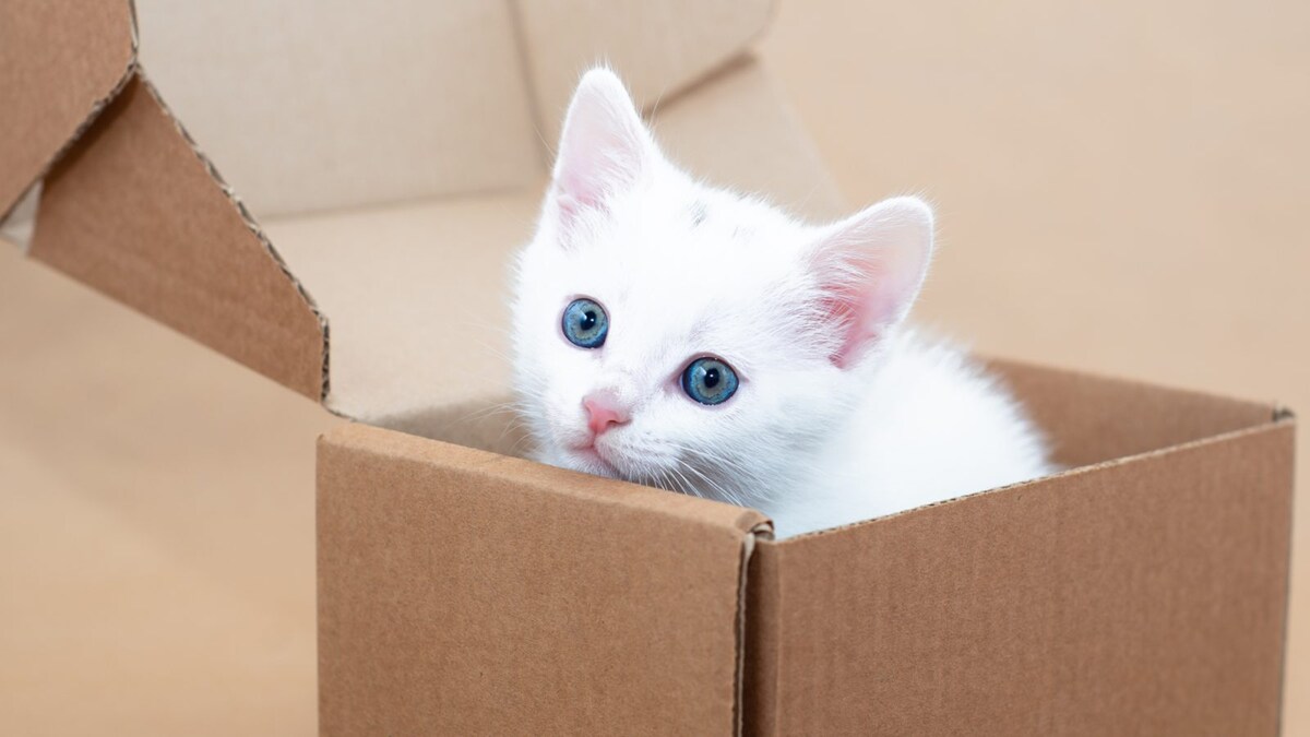 International Cat Day 2021: 5 Stereotypes about Cat Lovers that are ...