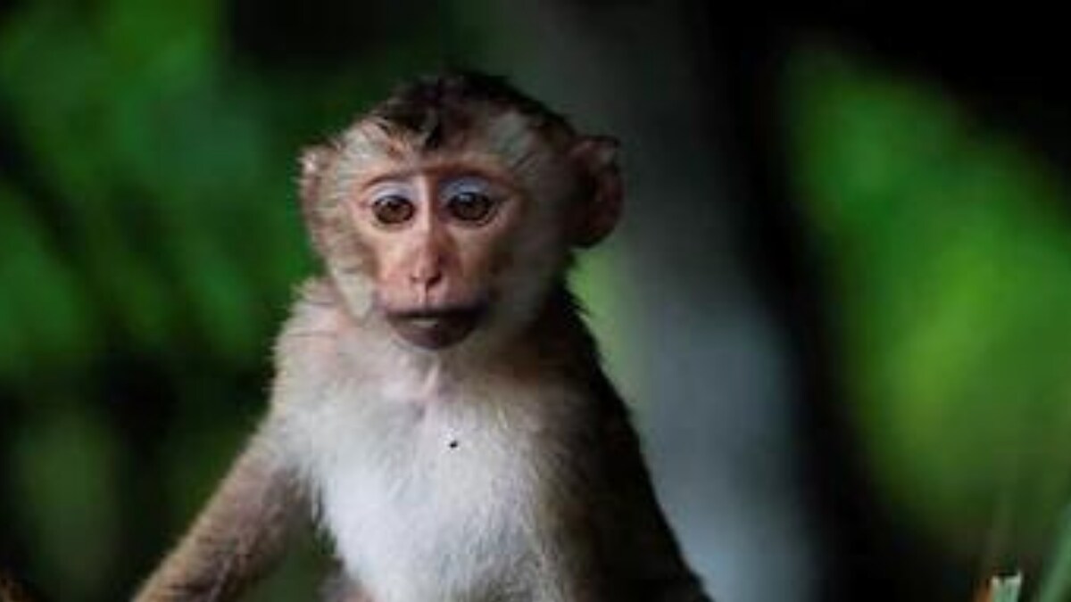 Karnataka Villagers Give Electrocuted Monkey Human-like Burial, Take ...