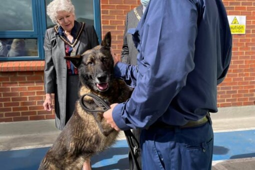 Back On Duty: Police Dog Rejoins Force After Recovering From Stab ...