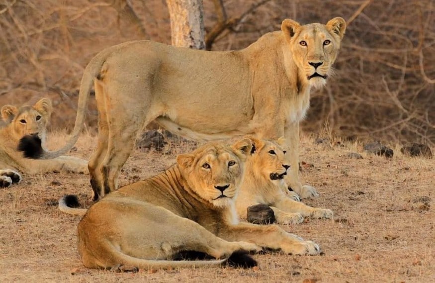 World Lion Day 2021: Amazing Images of Lions Shared by PM Modi, Vice ...