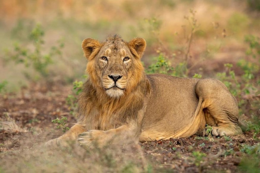 World Lion Day 2021: Amazing Images of Lions Shared by PM Modi, Vice ...