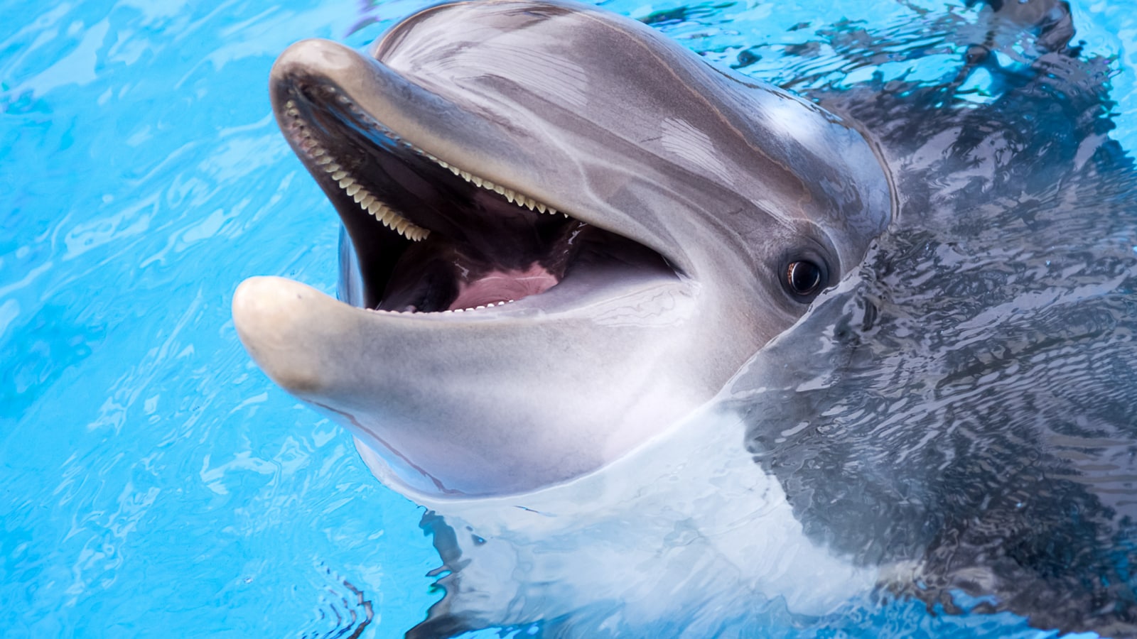 Fishy Fix? Dolphins 'Boop' Pufferfish To 'Get High' On Toxin | Buzz ...